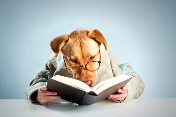 Haval Khalil - Föräldrar, Frisläppt, Flashback, Ratsit, Fru, Mrkoll